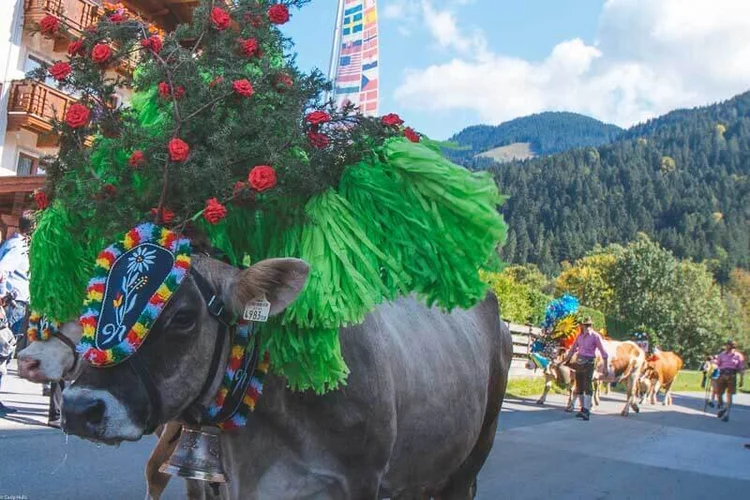 Almabtrieb - the cutest cow festival in Tirol
