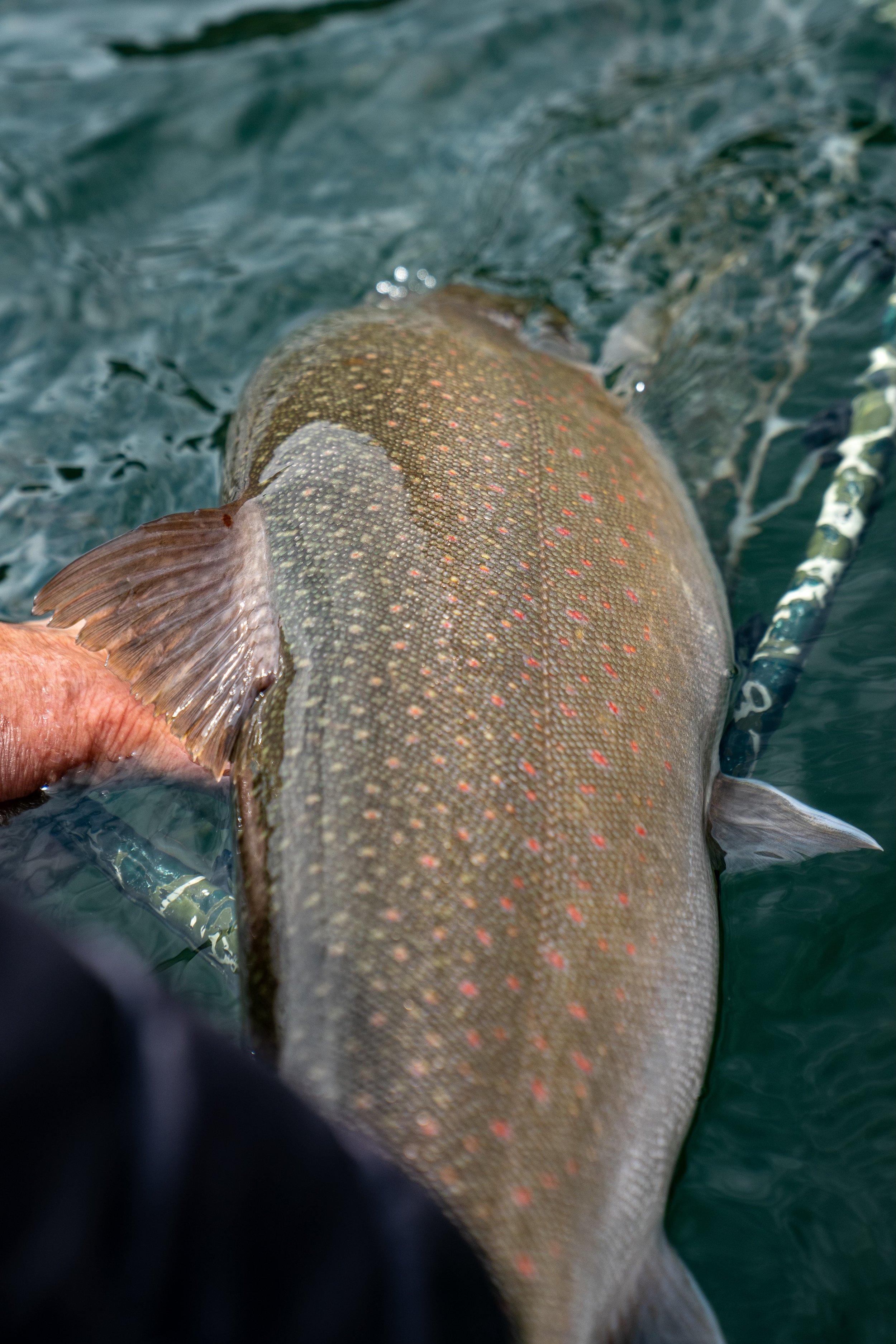 Lake Billy Chinook Guided Fly Fishing Trips — Central Oregon Guided Fly Fishing Trips