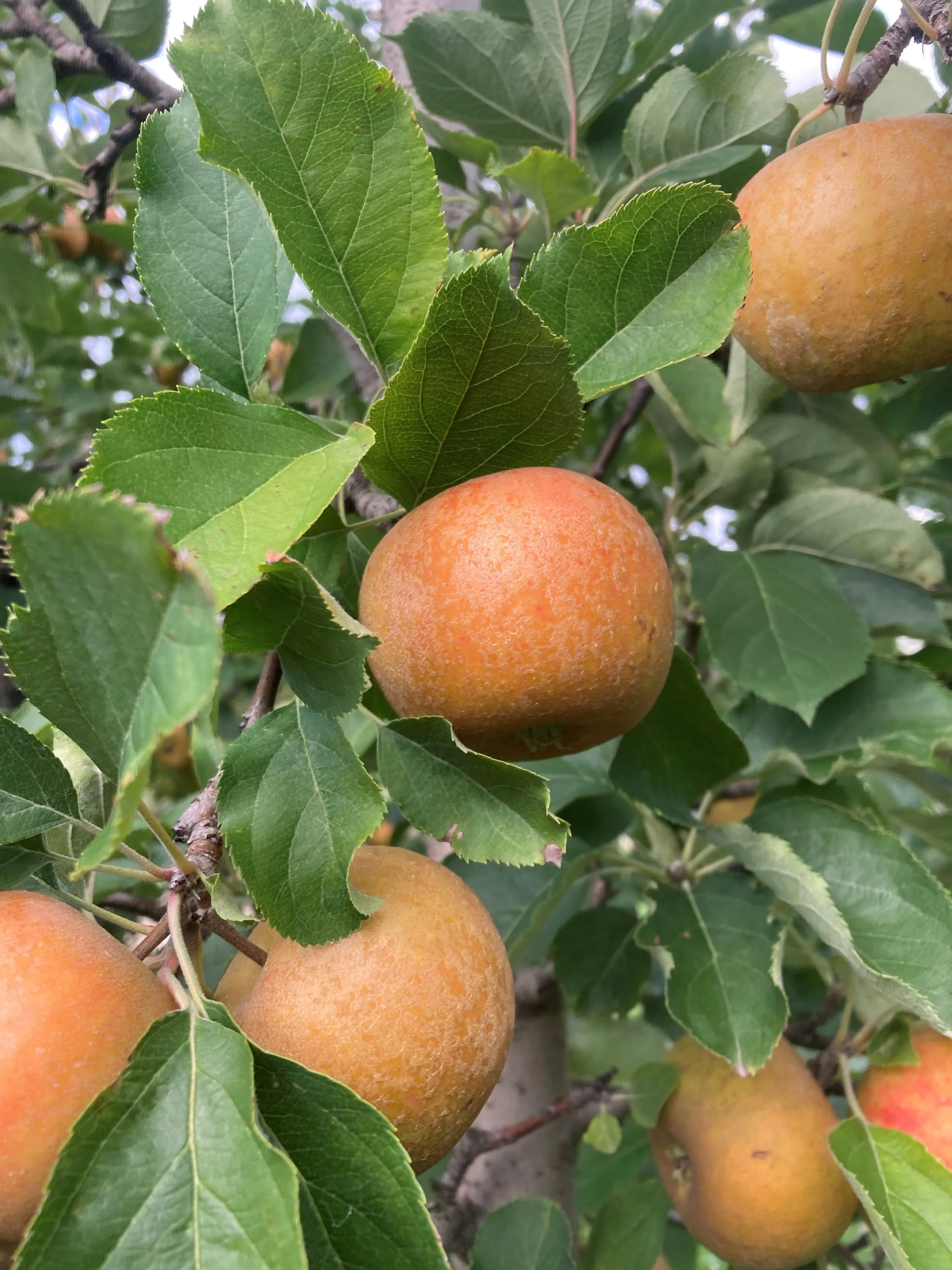 Ashmead's Kernel — Bad Goose Farm + Nursery