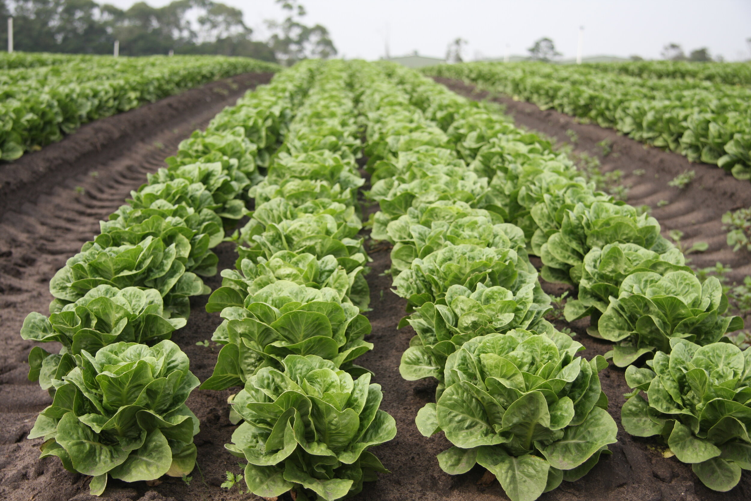 Completed projects — Applied Horticultural Research