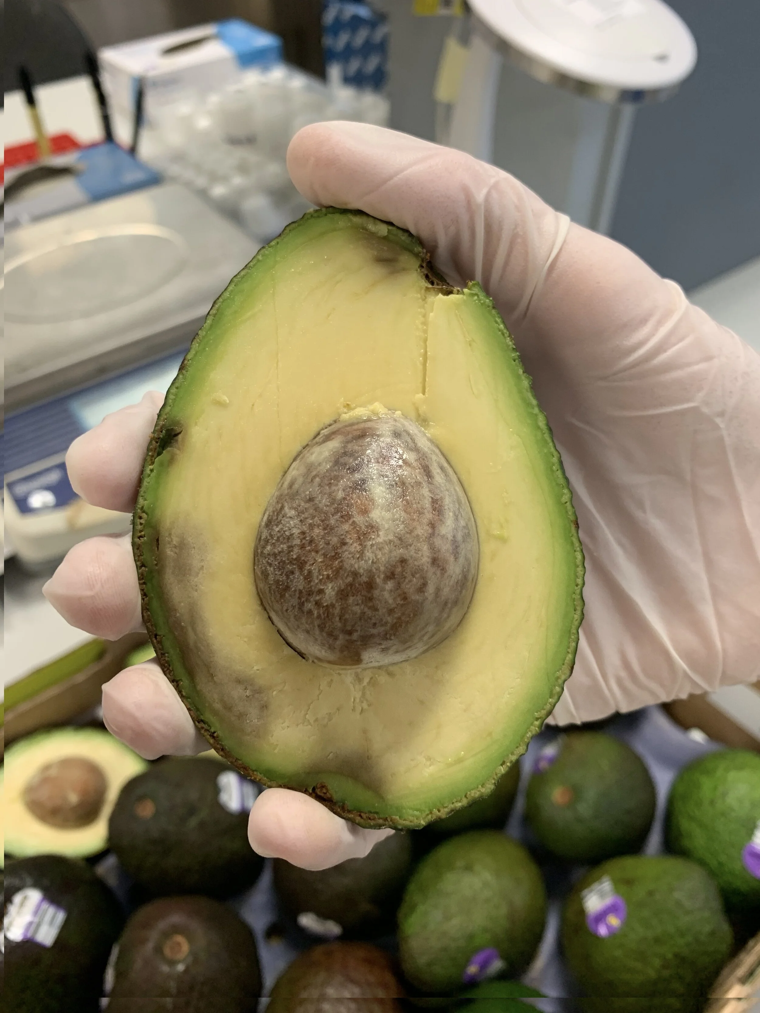 Monitoring avocado quality at retail — Applied Horticultural Research