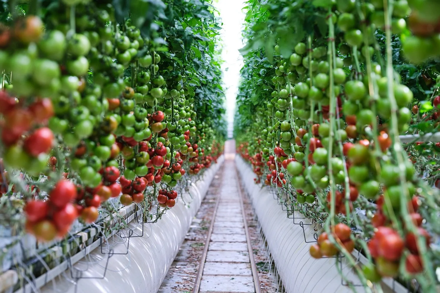 Growing horticulture through protected cropping innovation — Applied Horticultural Research