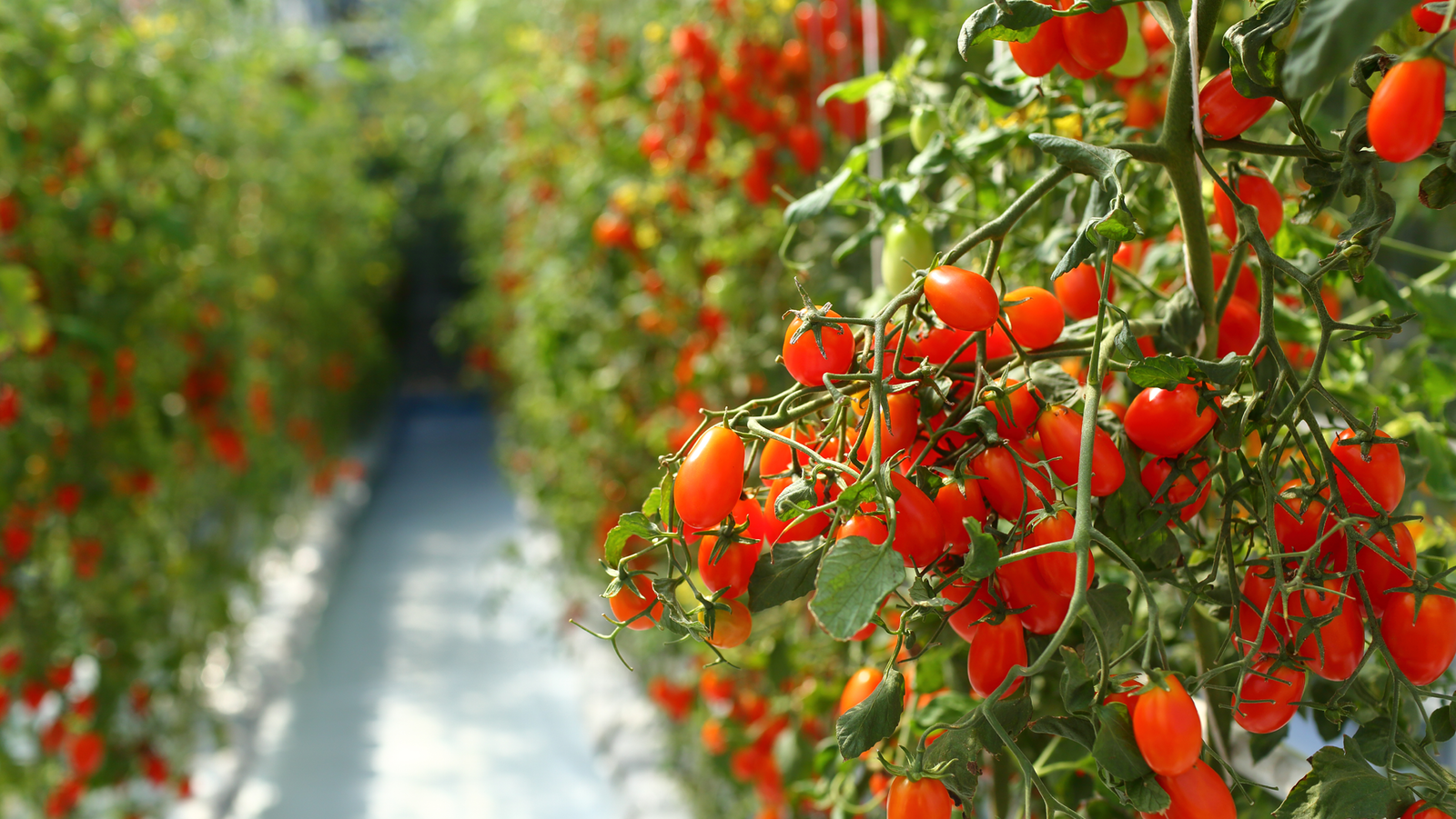 Growing horticulture through protected cropping innovation — Applied ...