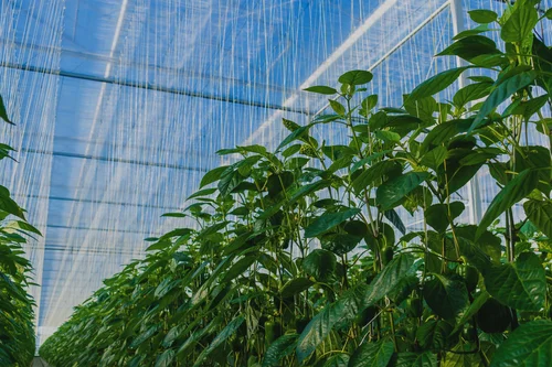 Current projects — Applied Horticultural Research