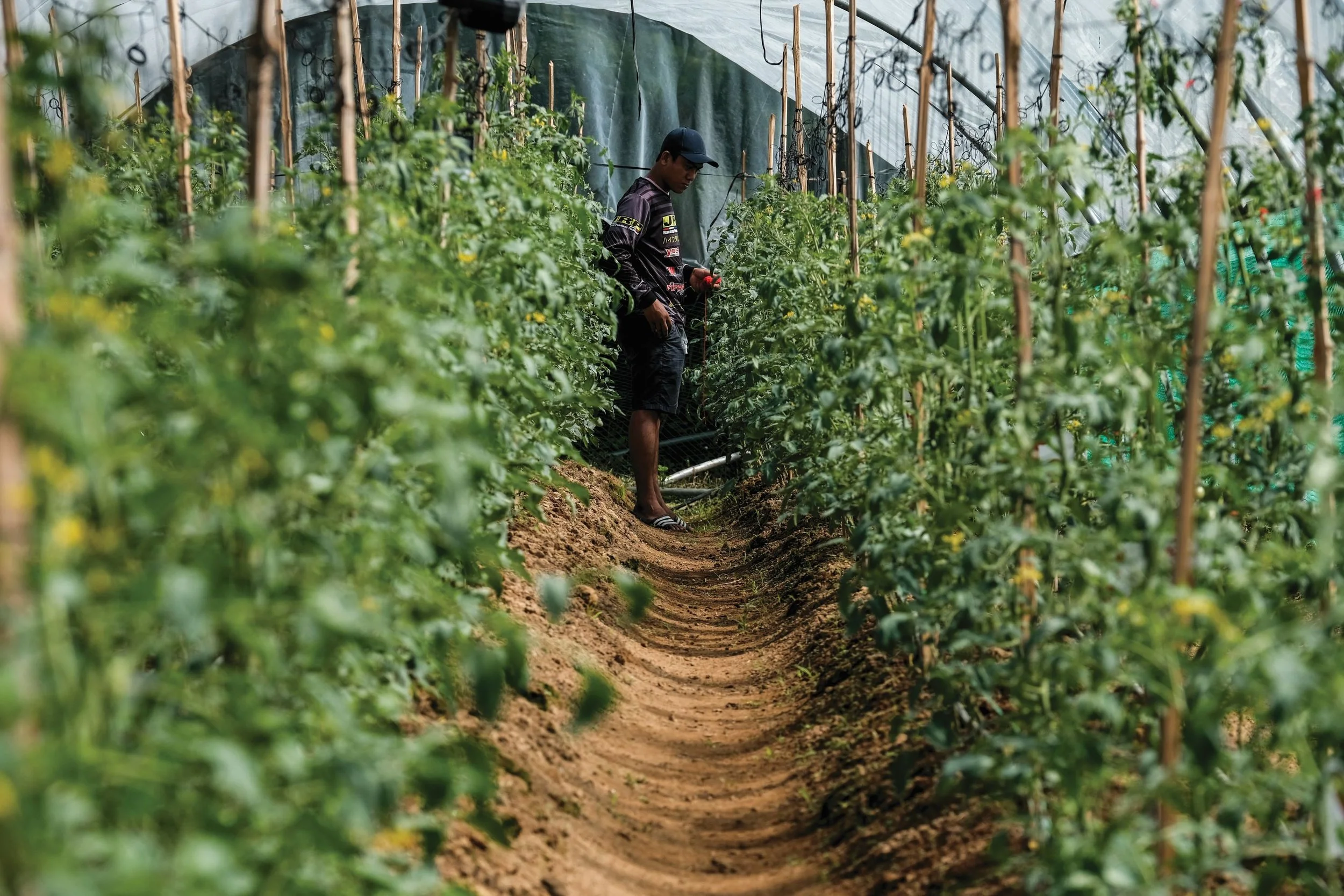 PhilGAP training gives vegetable growers in the Philippines a market ...