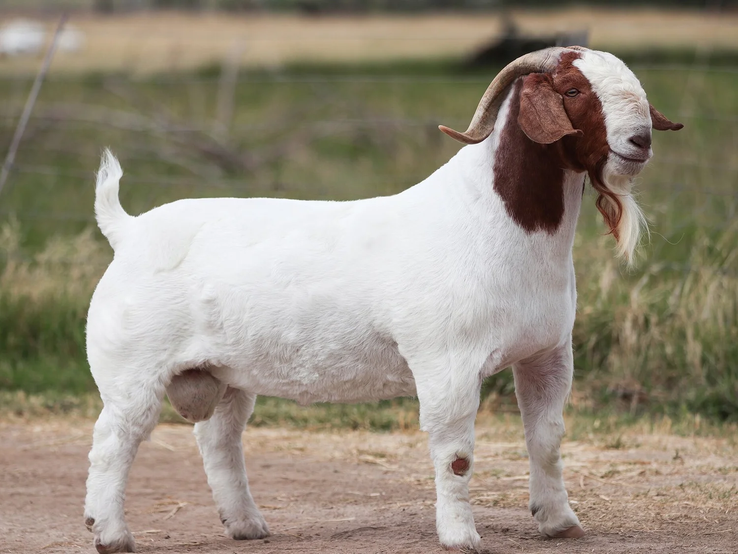 Boers by Hobby