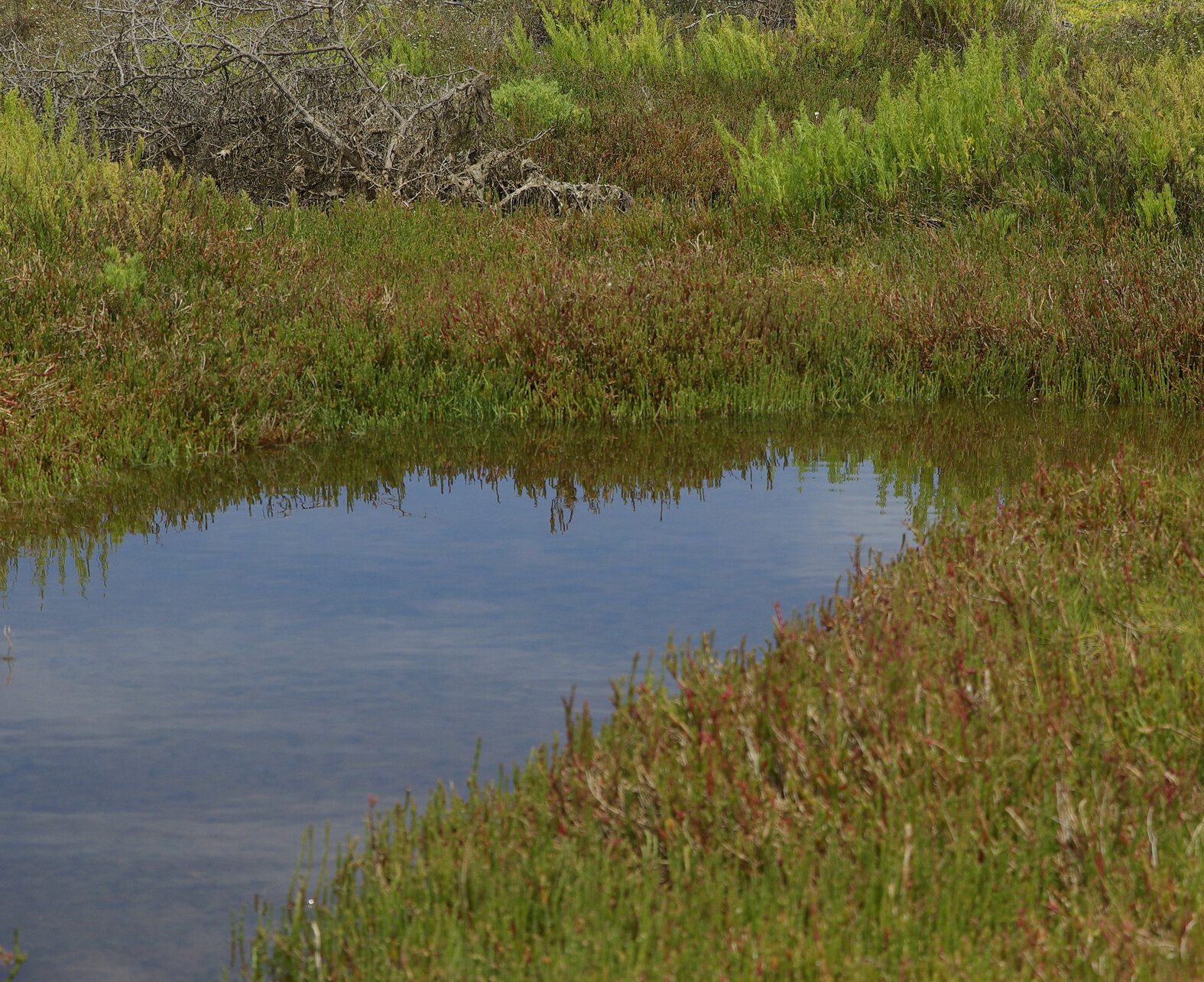 Hobsons Bay Wetlands Centre — Our Wetlands