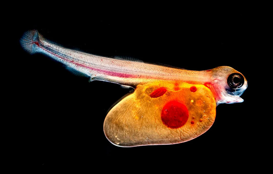 What lies beneath (part 2) – The Cyclopoid Copepods — Hobsons Bay ...