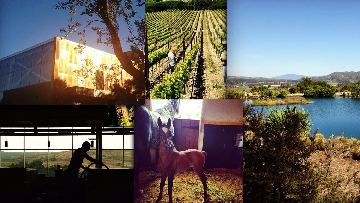 Hilliard Bruce Vineyard — Coastal Ranch