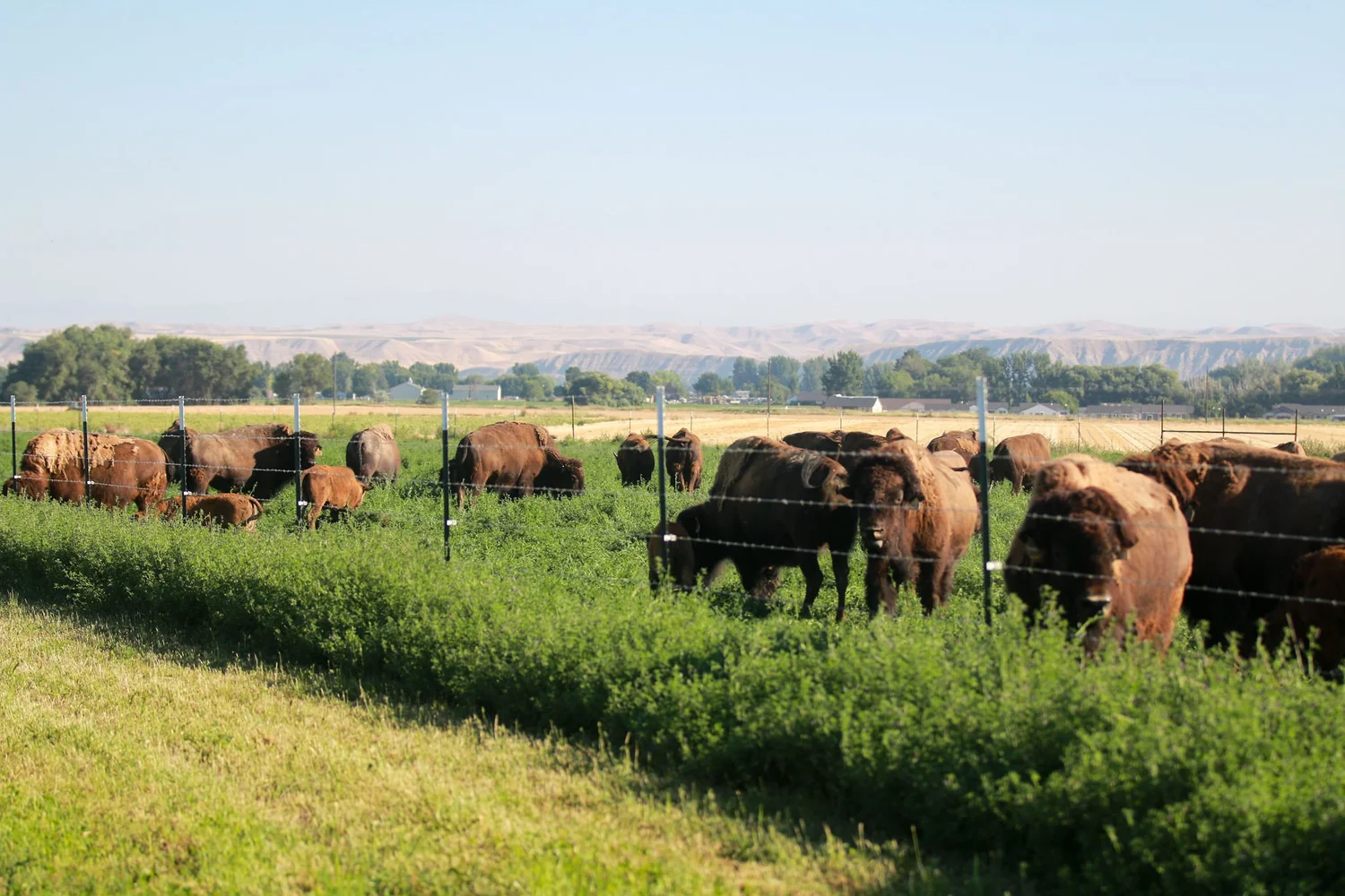 Shoemaker Bison Ranch