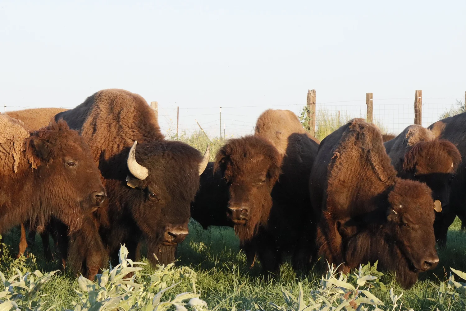 Shoemaker Bison Ranch