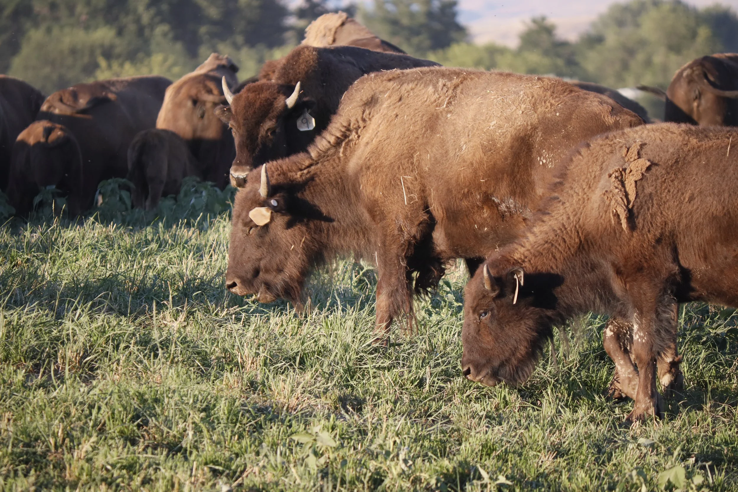 Shoemaker Bison Ranch