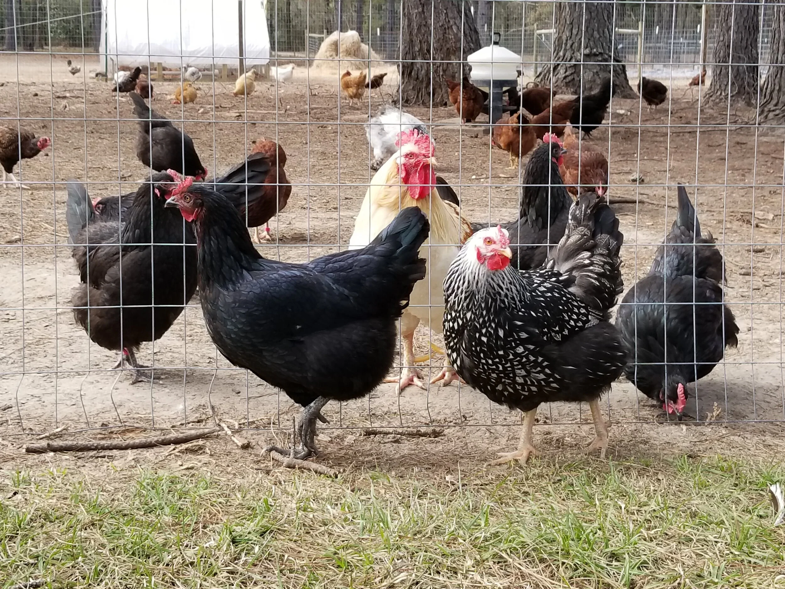 About — Paradise Found Farms