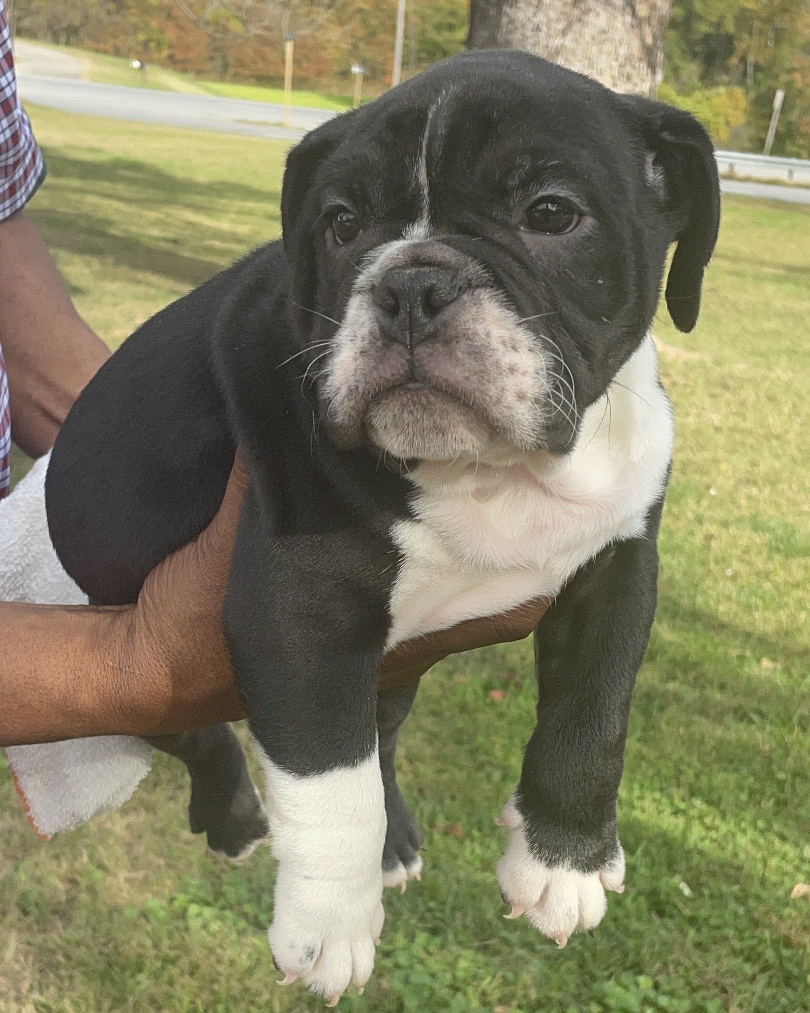 Available Puppies — WW EXCLUSIVE BULLIES
