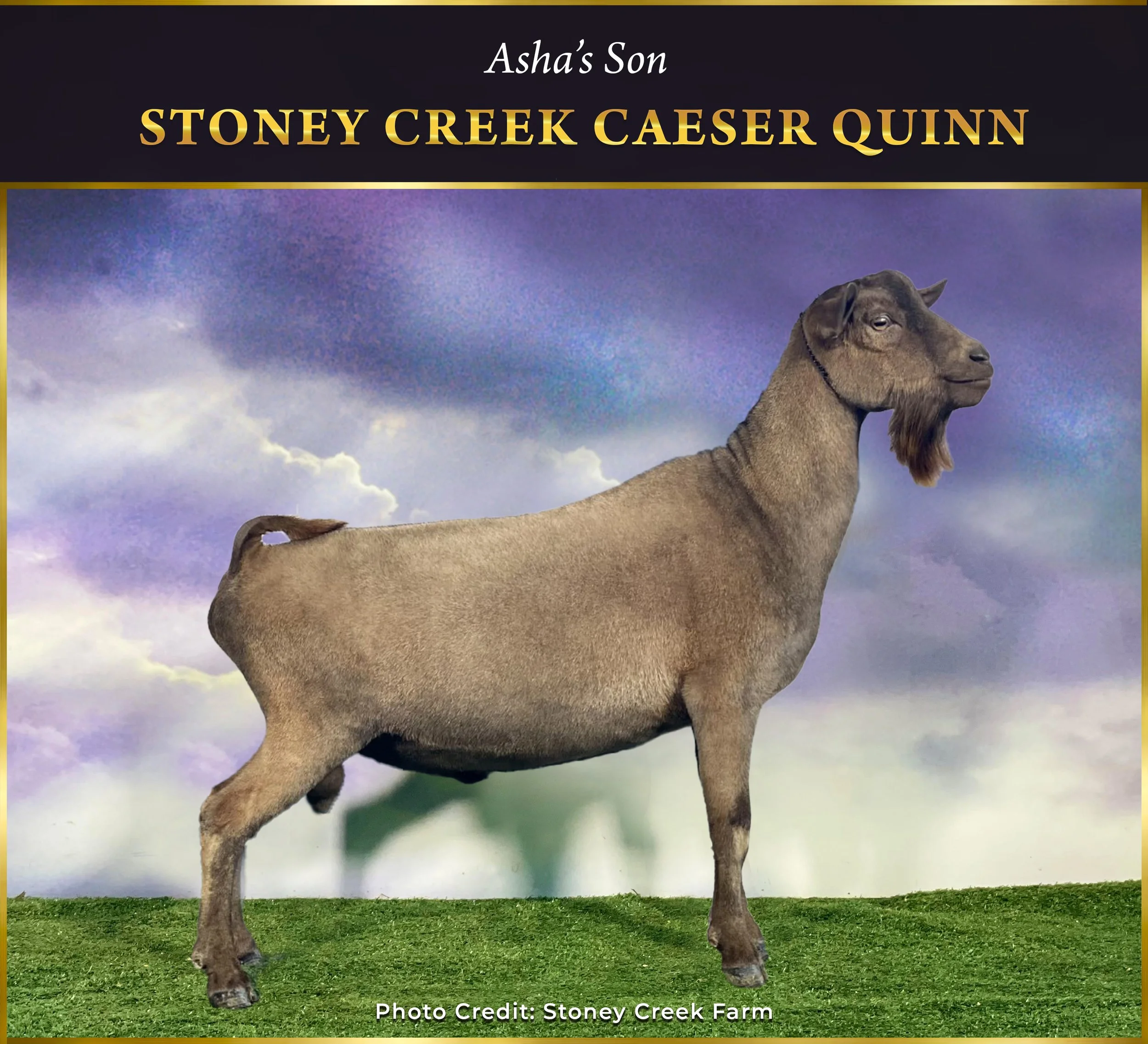 Asha Quinn — Stoney Creek Farm
