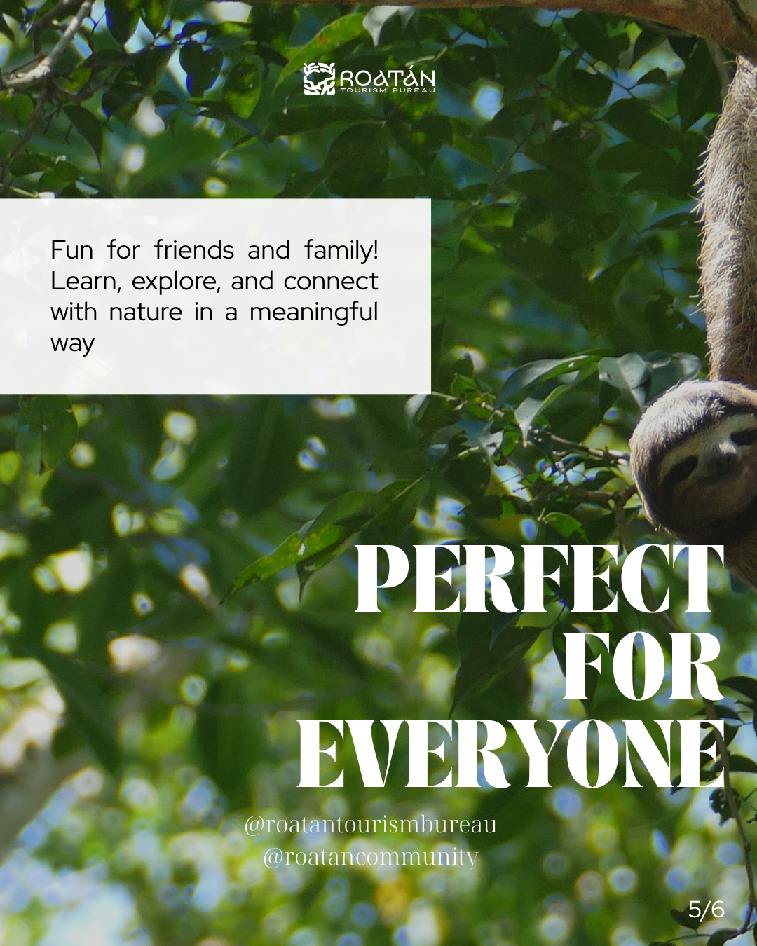 Roatan Sloth Sanctuary: Ethical Wildlife Encounters & Conservation ...