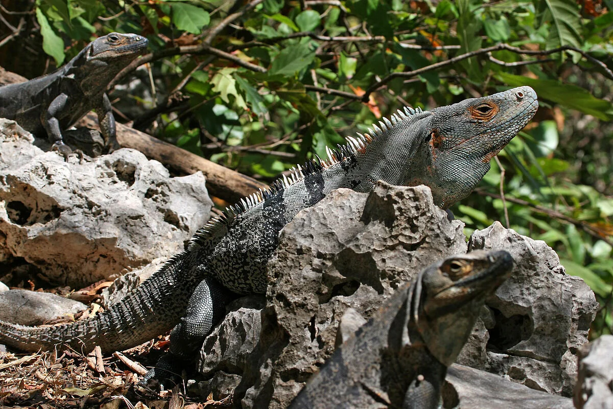 Black Iguana — ROATAN