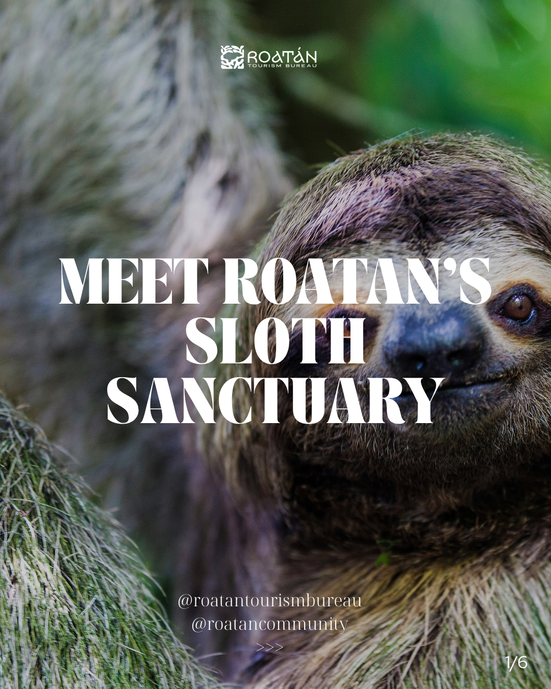 Roatan Sloth Sanctuary: Ethical Wildlife Encounters & Conservation ...