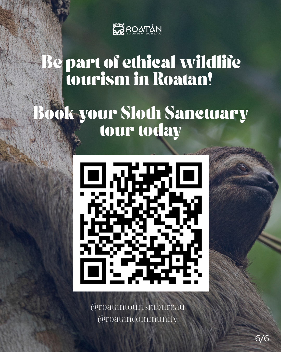 Roatan Sloth Sanctuary: Ethical Wildlife Encounters & Conservation ...