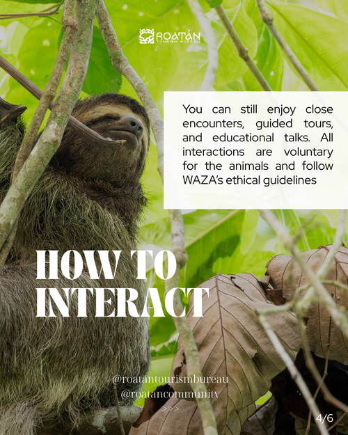 Roatan Sloth Sanctuary: Ethical Wildlife Encounters & Conservation ...