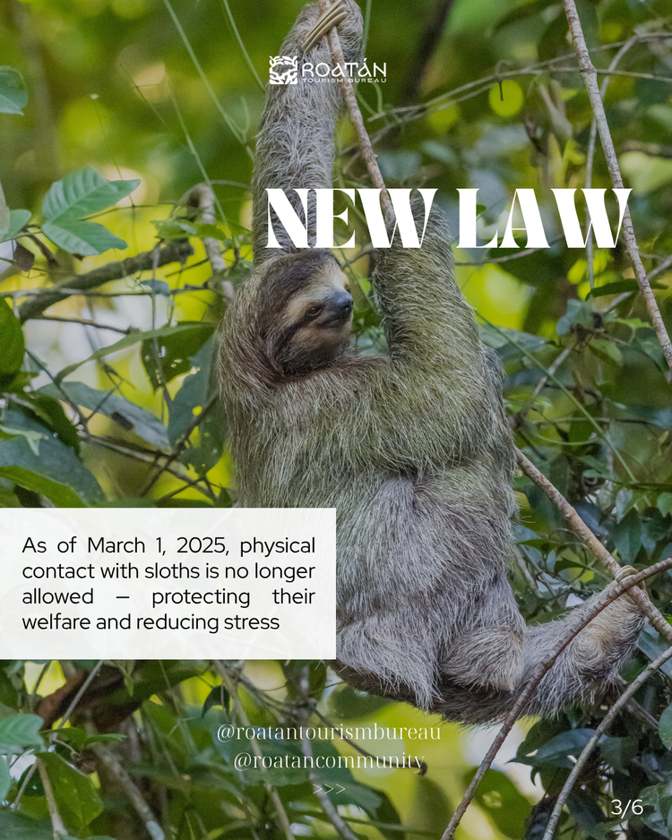 Roatan Sloth Sanctuary: Ethical Wildlife Encounters & Conservation ...