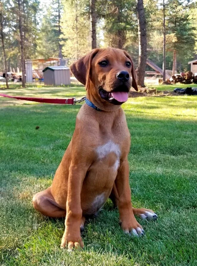 Rhodesian Ridgeback Coonhound Mix
