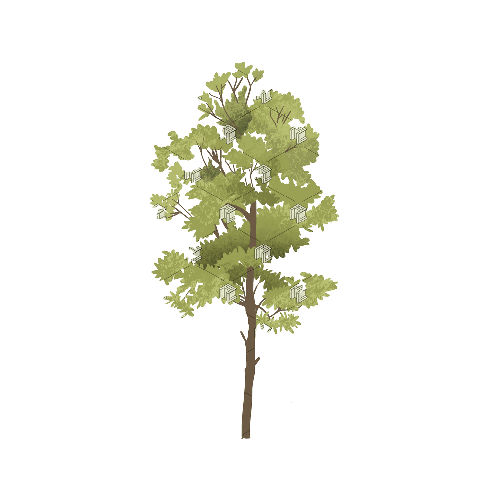 Simple Tree Illustration Png