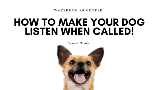 How To Make A Dog Listen