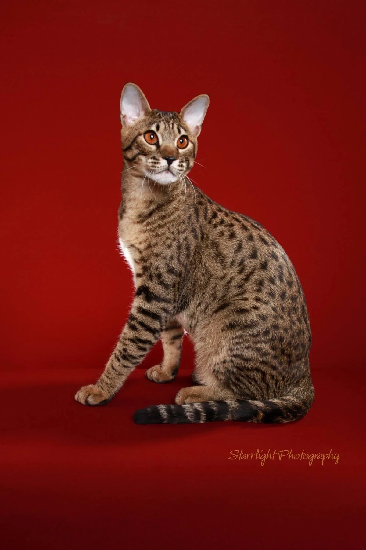 A Timeline of the Savannah Cat Breed’s Development from 1986 to Present Day