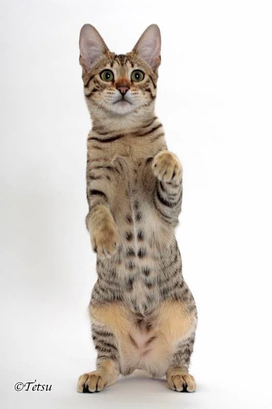 The Savannah (SV) Cat TICA Breed Standard