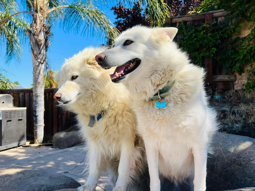 An Interview With Savannah Cat Breeder Cindy del Rosario of Bay Area ...