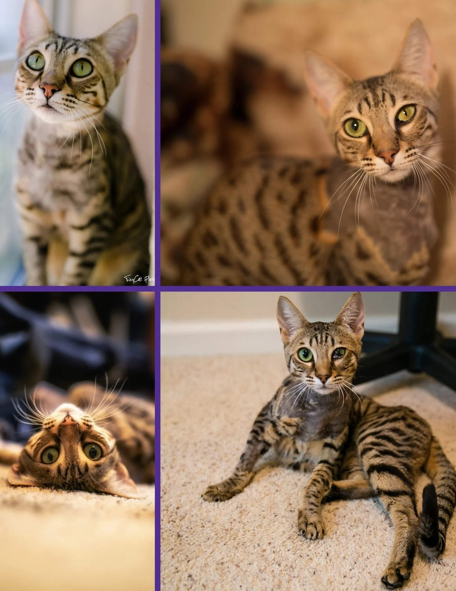 KAIA The Warrior Savannah Cat: A Story of Survival and the Dedicated ...