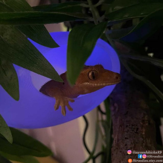 Purple Crested Gecko