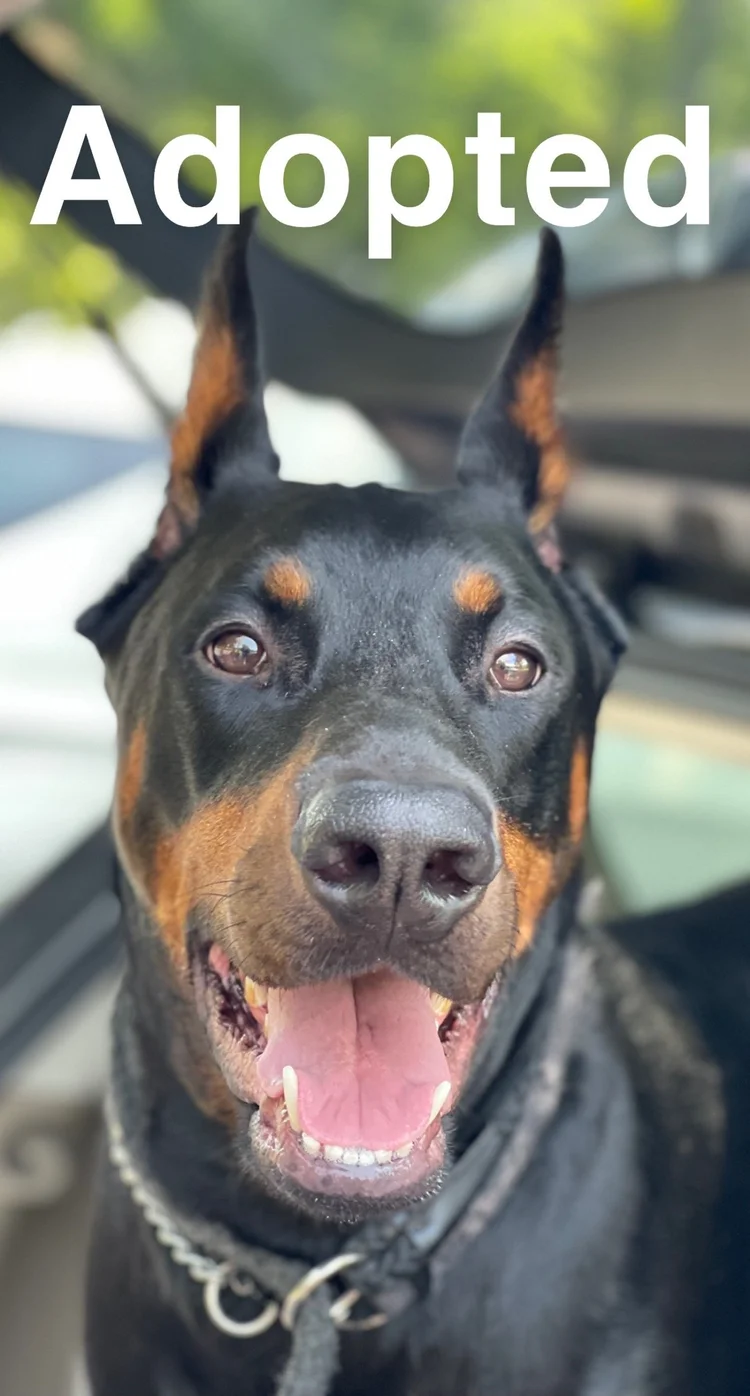 Adoptable Dogs — Joyful Doberman Rescue of Pa