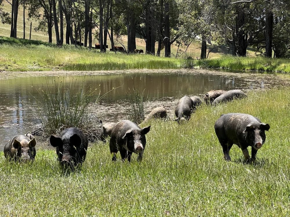Berkshire Pork — Allington Family Farm