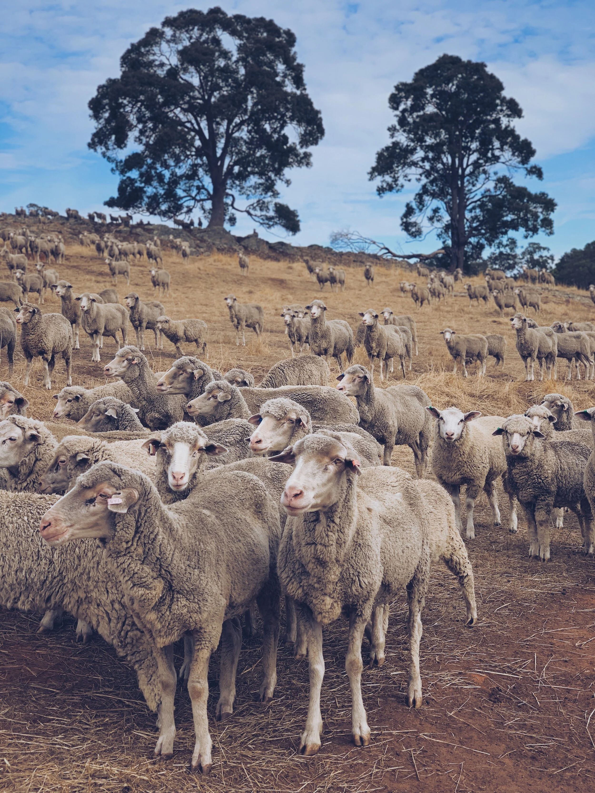 The Farm — Allington Family Farm