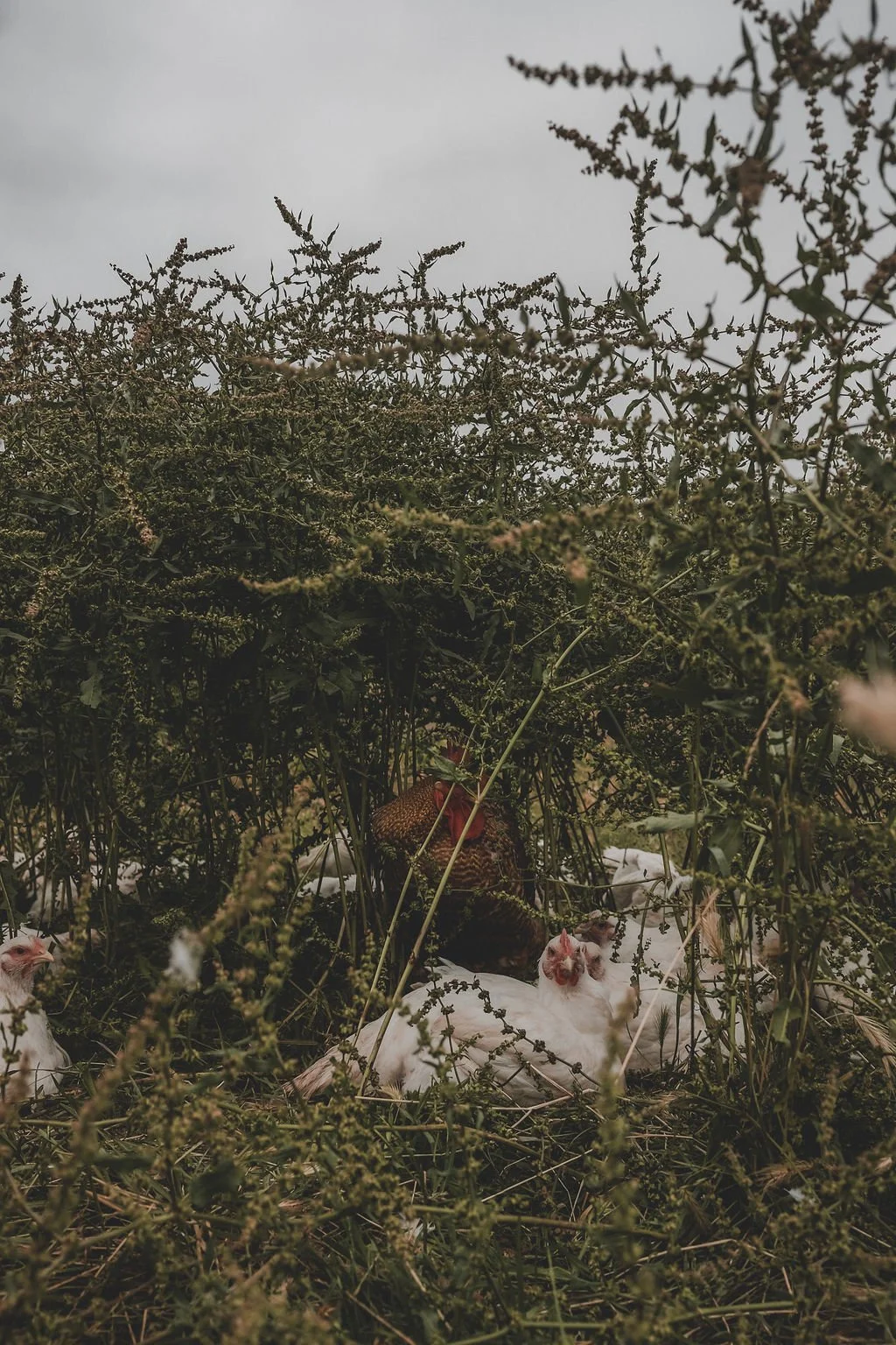 Pasture Raised Chicken — Allington Family Farm