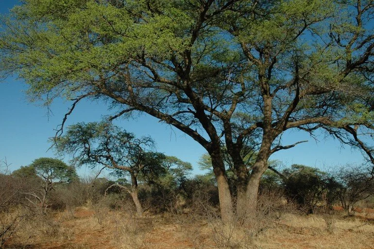 The Champion of South African Trees — These Trees