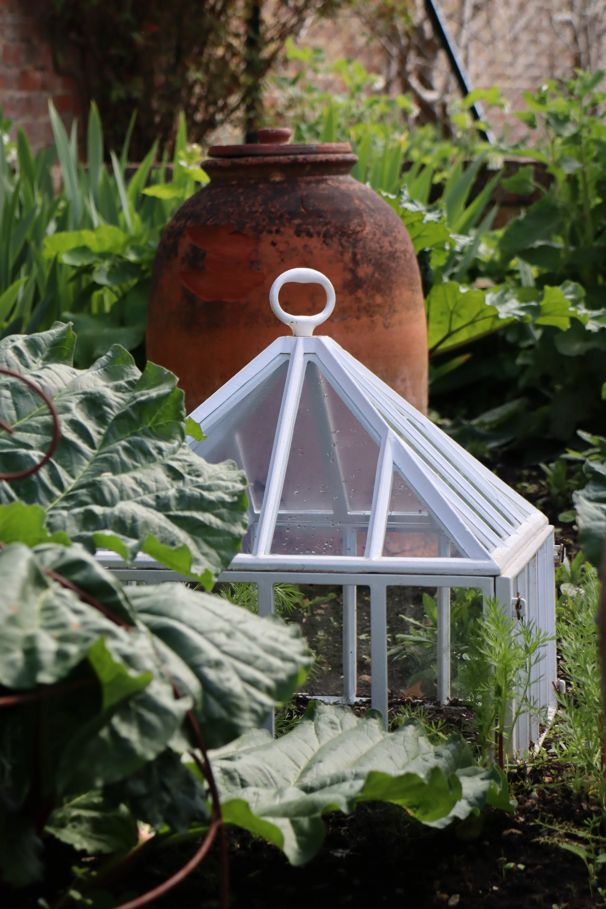 Victorian Garden Cloche | Fasci Garden