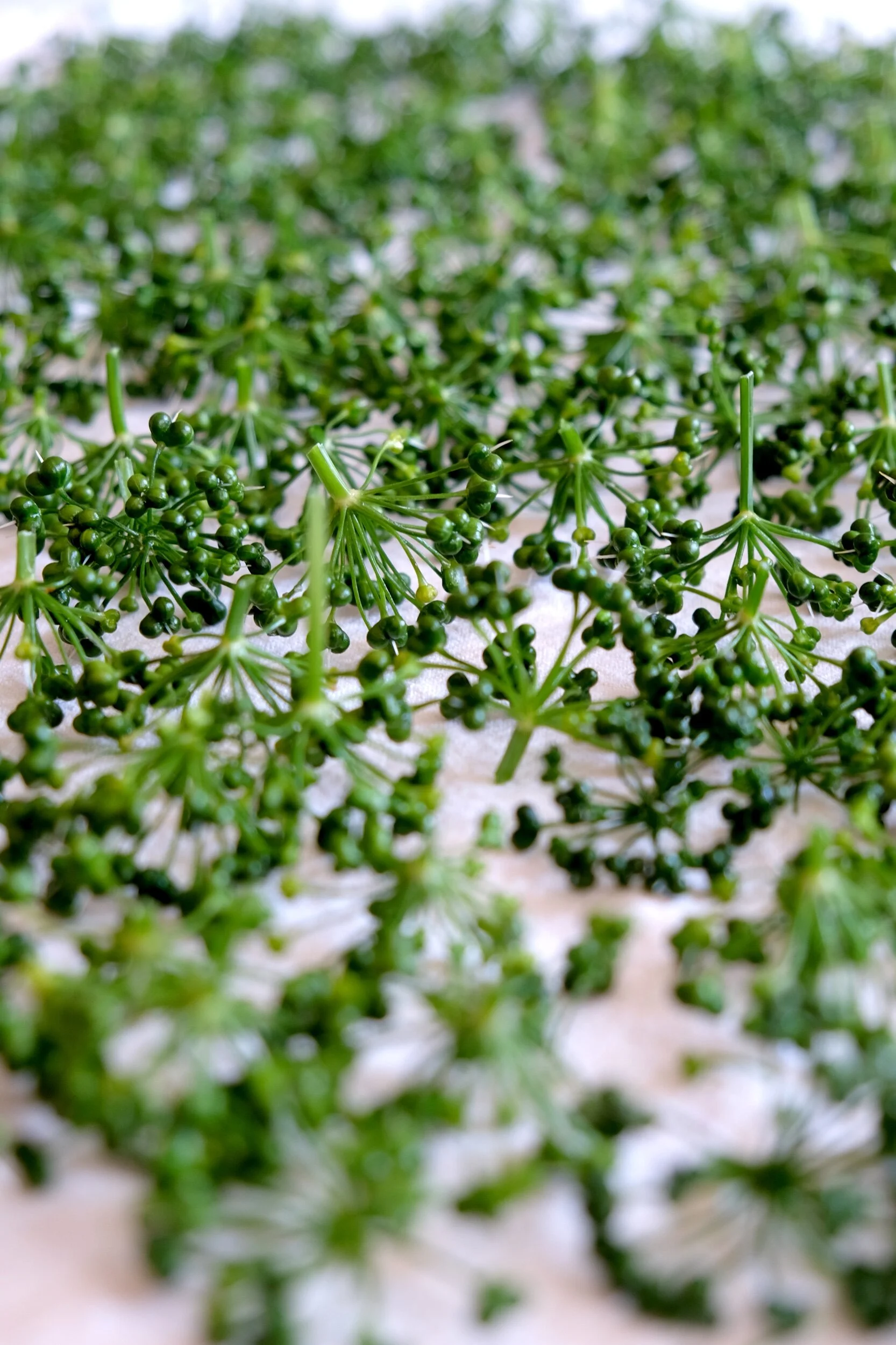 WILD GARLIC SEED CAPERS — COOKING LIKE A FOX