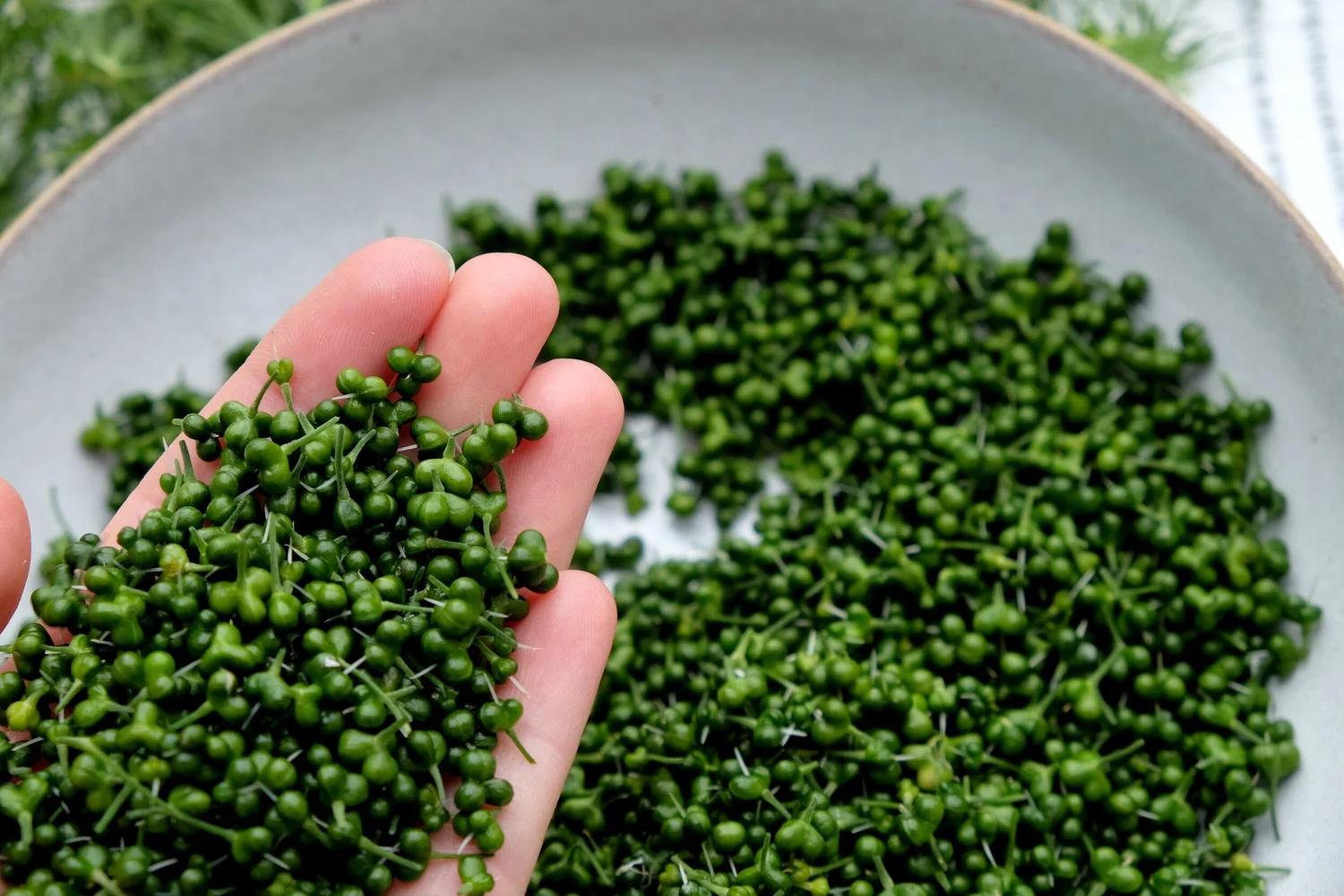 WILD GARLIC SEED CAPERS — COOKING LIKE A FOX