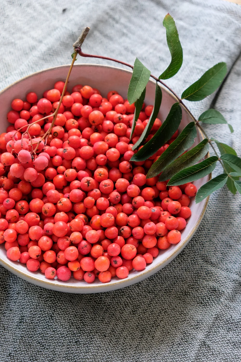 CANDIED ROWAN BERRIES + ROWAN BERRY SYRUP — COOKING LIKE A FOX