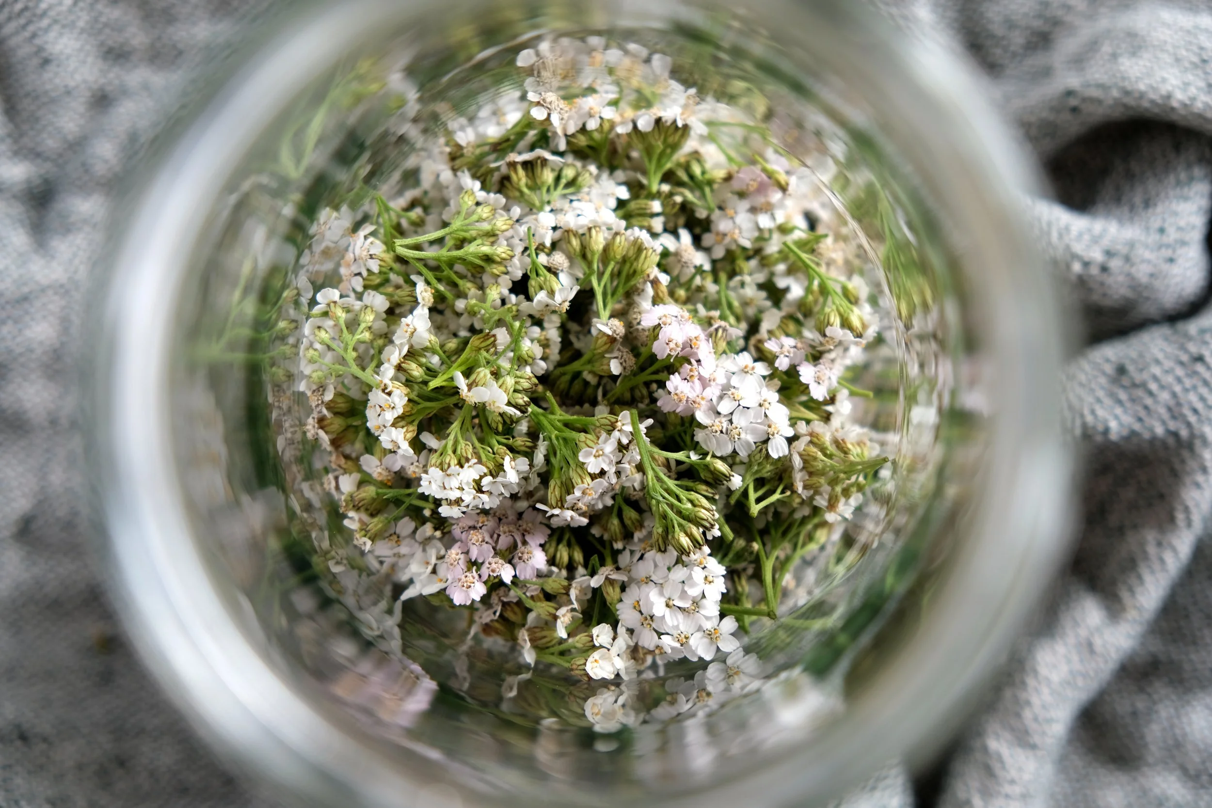YARROW SYRUP — COOKING LIKE A FOX