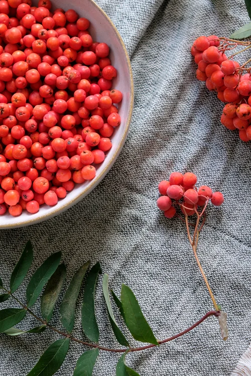 CANDIED ROWAN BERRIES + ROWAN BERRY SYRUP — COOKING LIKE A FOX