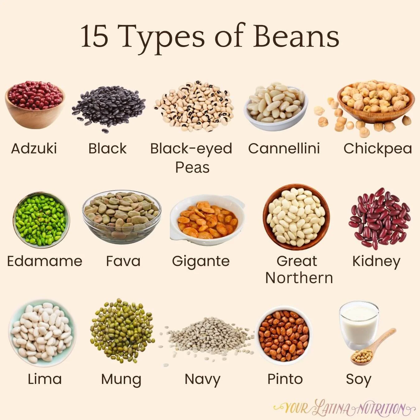 15 Types Of Beans An In Depth List — Your Latina Nutrition