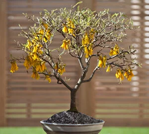 Native Trees — New Zealand Bonsai Association