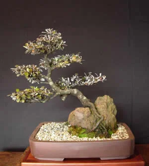 Native Trees — New Zealand Bonsai Association