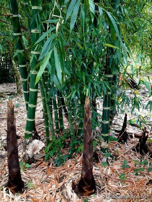 Guadua Bamboo Growing Habits — Guadua Bamboo