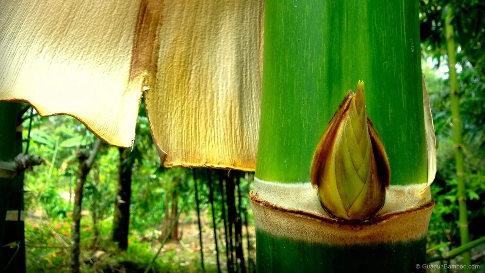 Guadua Bamboo - Experts in the World's Strongest Bamboo