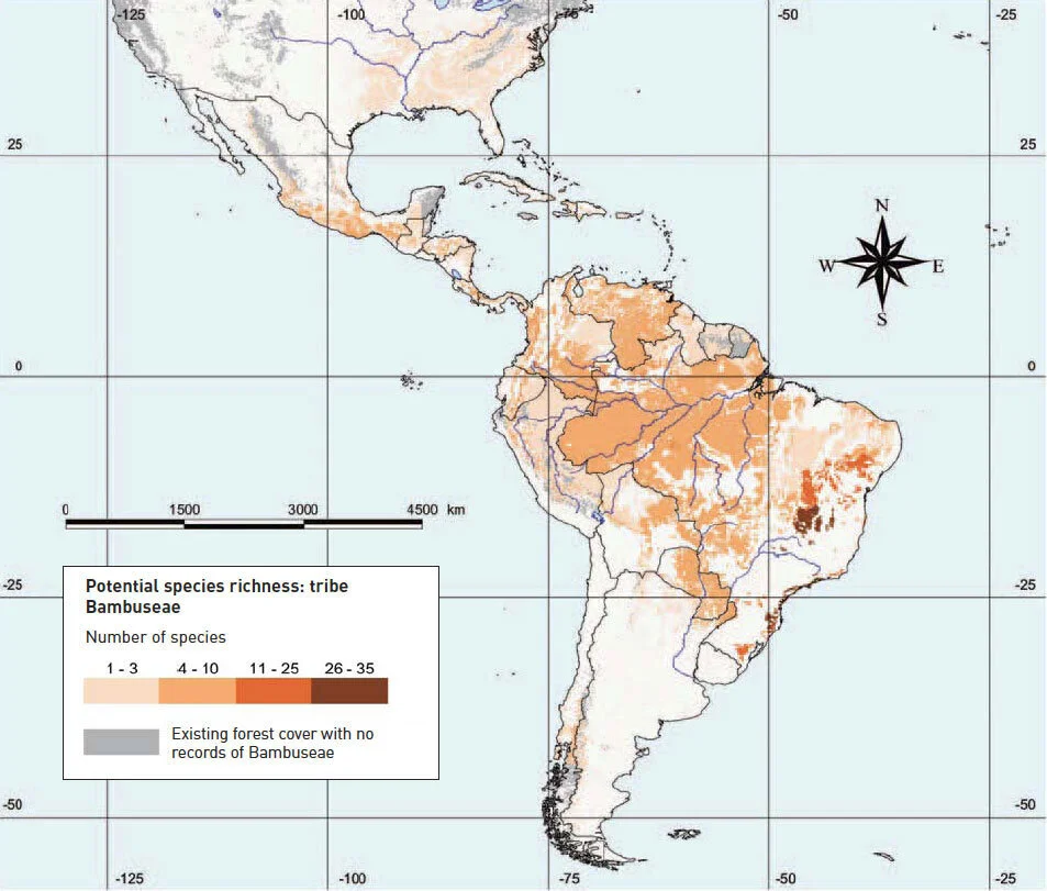 American Bamboo Species — Guadua Bamboo
